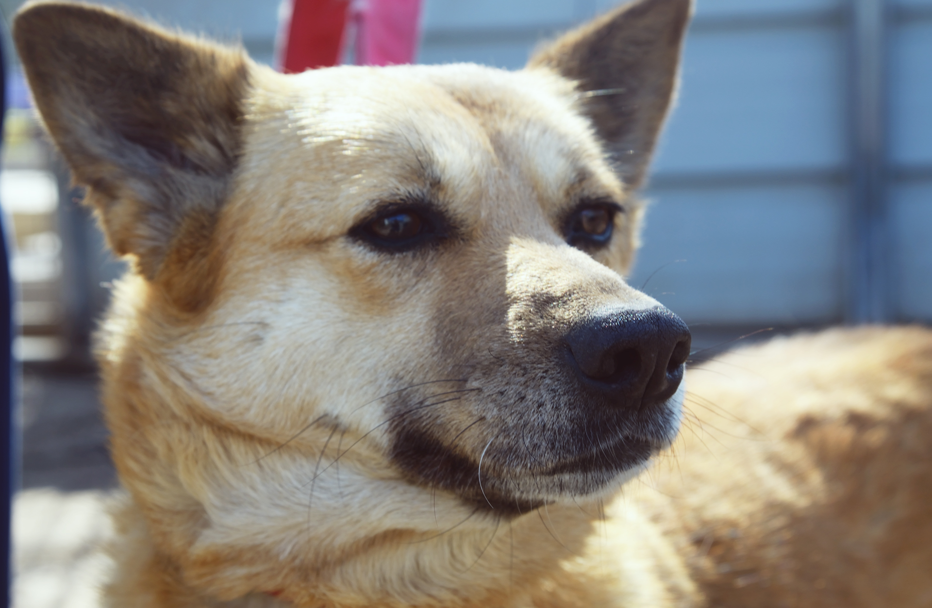 10 גזעי כלבים מסוכנים ביותר - עמוד 8 מתוך 10 - Dogs For People